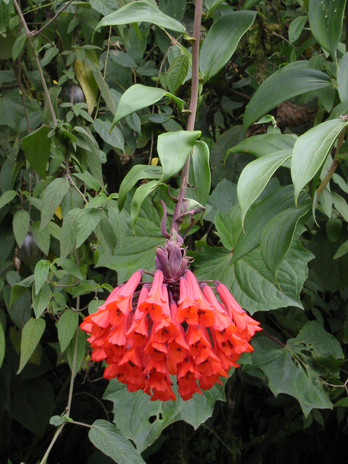 Liliales 随性科普•百合目 - 哔哩哔哩