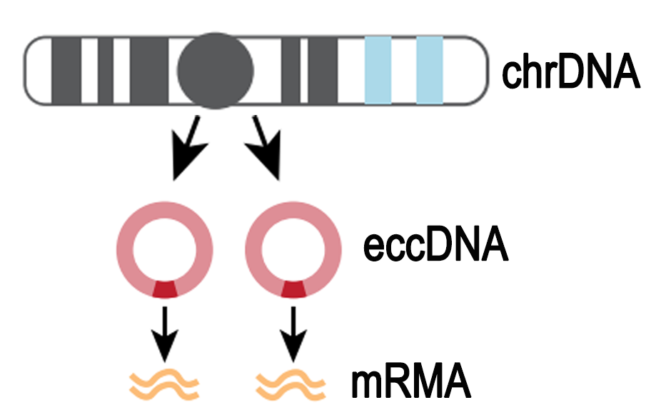 eccDNA（环状DNA）测序 - 哔哩哔哩