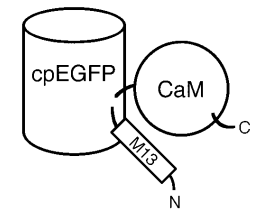 【维真生物_病毒包装】GCaMPs_钙成像技术 - 哔哩哔哩