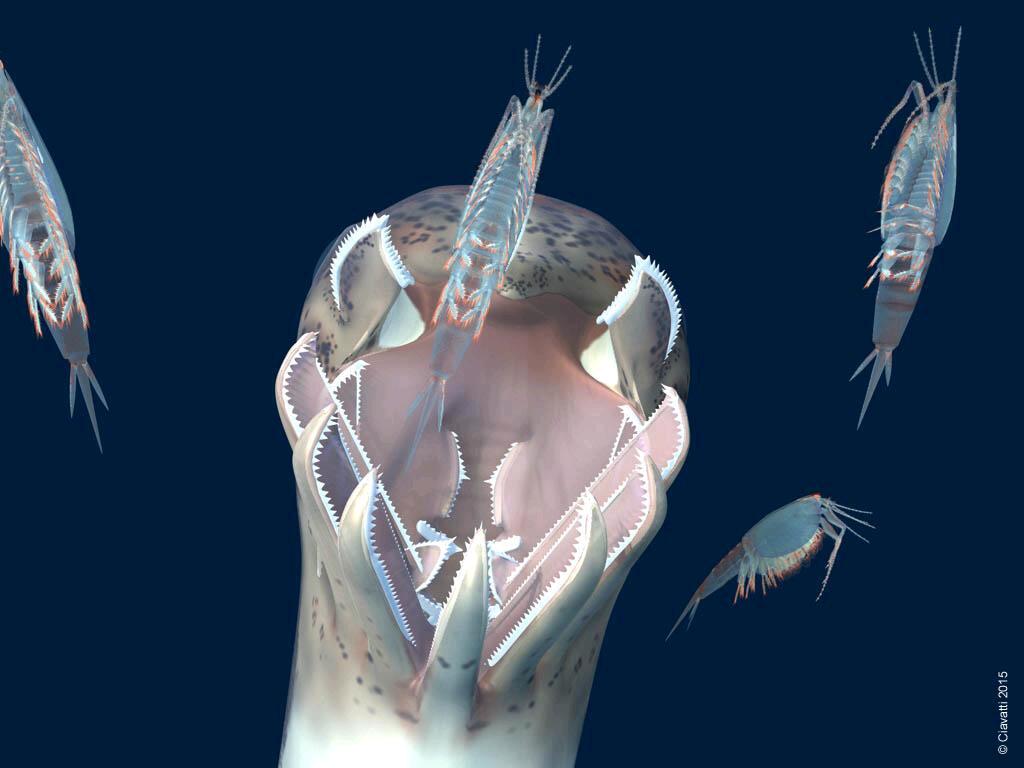 《古脊椎动物3牙形虫 Conodonta》 - 哔哩哔哩