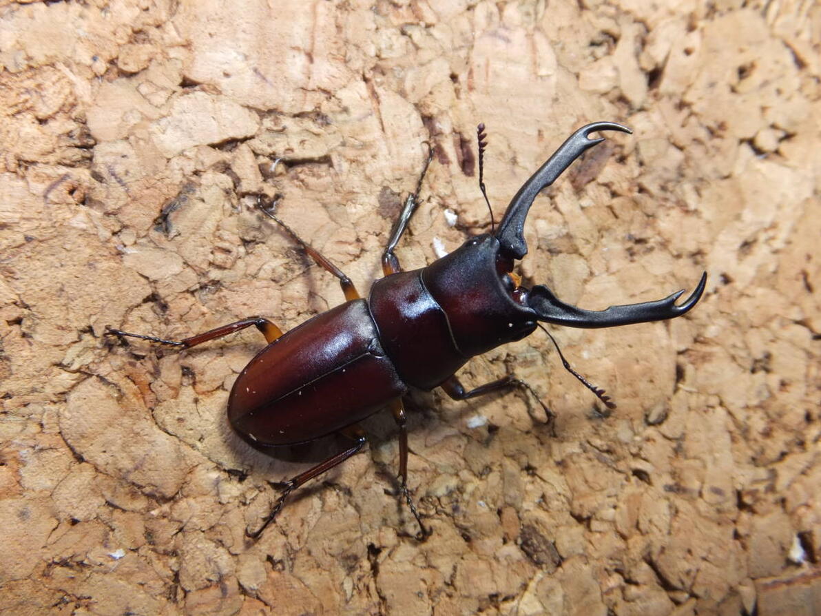 锯锹属整理（下篇） - 哔哩哔哩