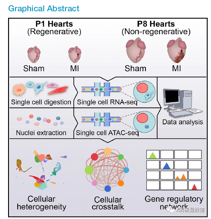 这样做出来的高质量图文摘要（Graphic abstract），才能成为SCI论文的加分项！ - 哔哩哔哩