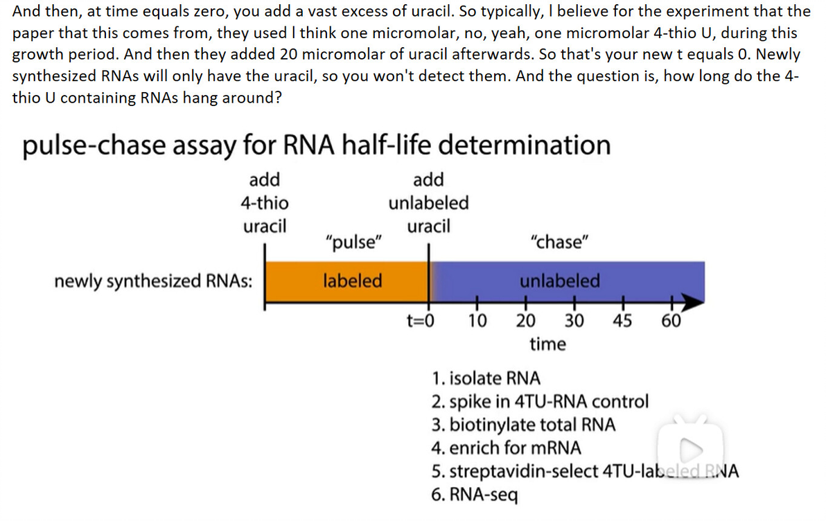 MIT 分子生物学 part3 7.6 RNA Pulse-Chase Assay - 哔哩哔哩
