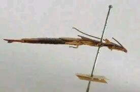 蠼螋 Labidura riparia - 哔哩哔哩