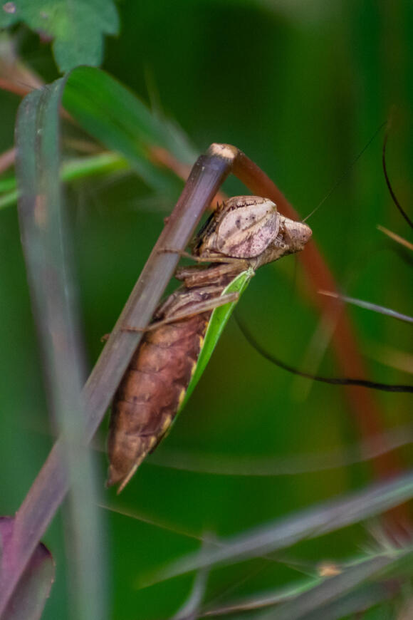 螳螂目商品螳螂分类系列，花螳总科的一部分 - 哔哩哔哩