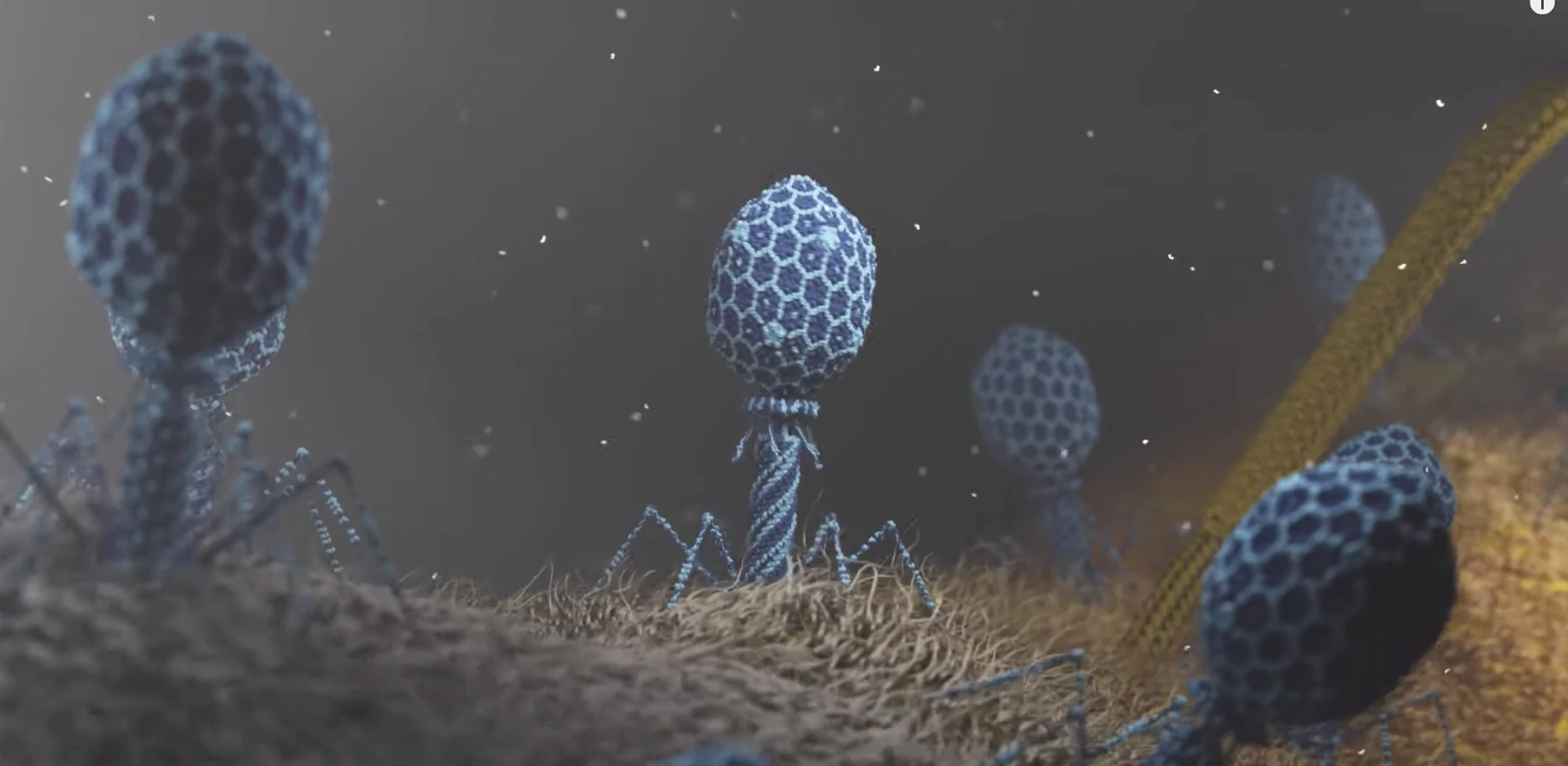 噬菌体展示：蛋白质与核酸偶联的理想平台 - 哔哩哔哩