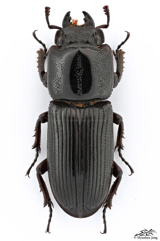 锹甲科-亚科\族\属整理3.0版（上篇） - 哔哩哔哩