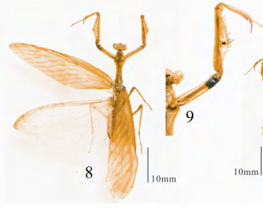 螳螂目商品螳螂分类系列，花螳总科的一部分 - 哔哩哔哩