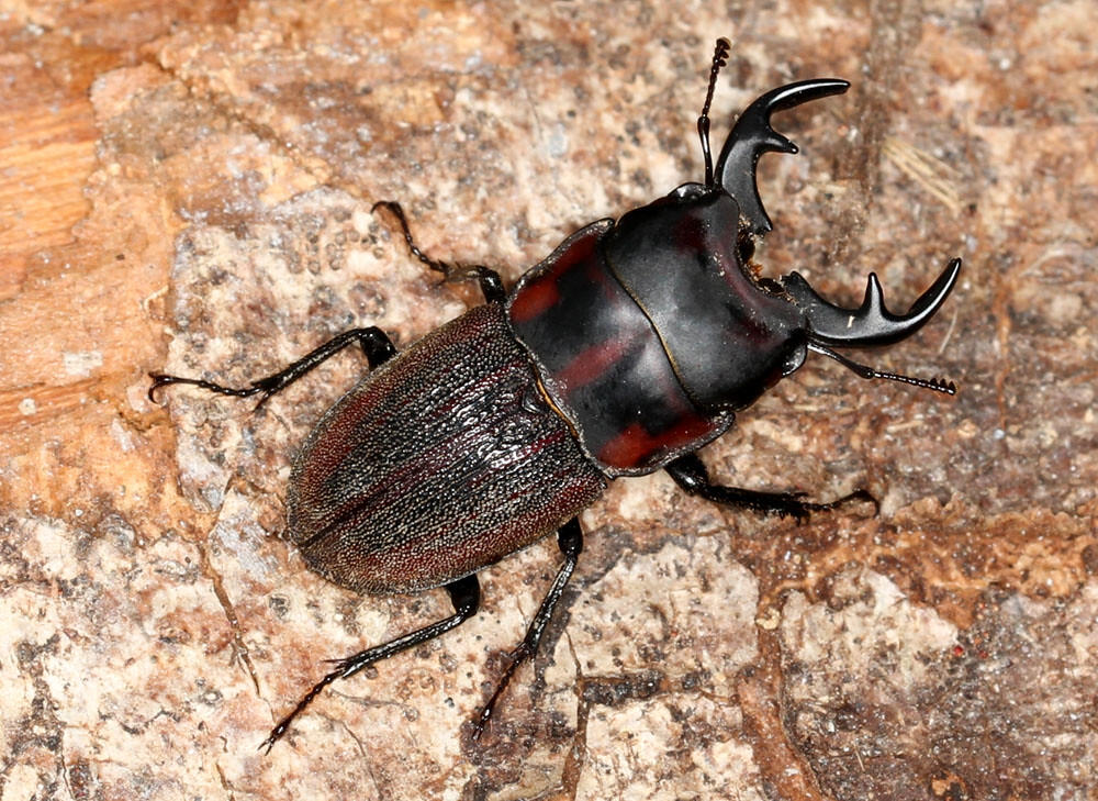 锹甲科-亚科与属整理（中篇） - 哔哩哔哩