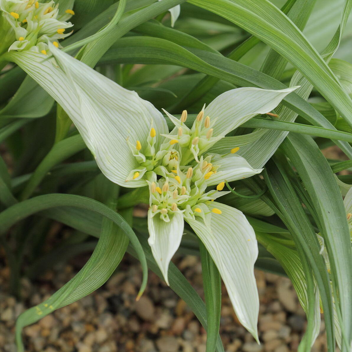 Liliales 随性科普•百合目 - 哔哩哔哩