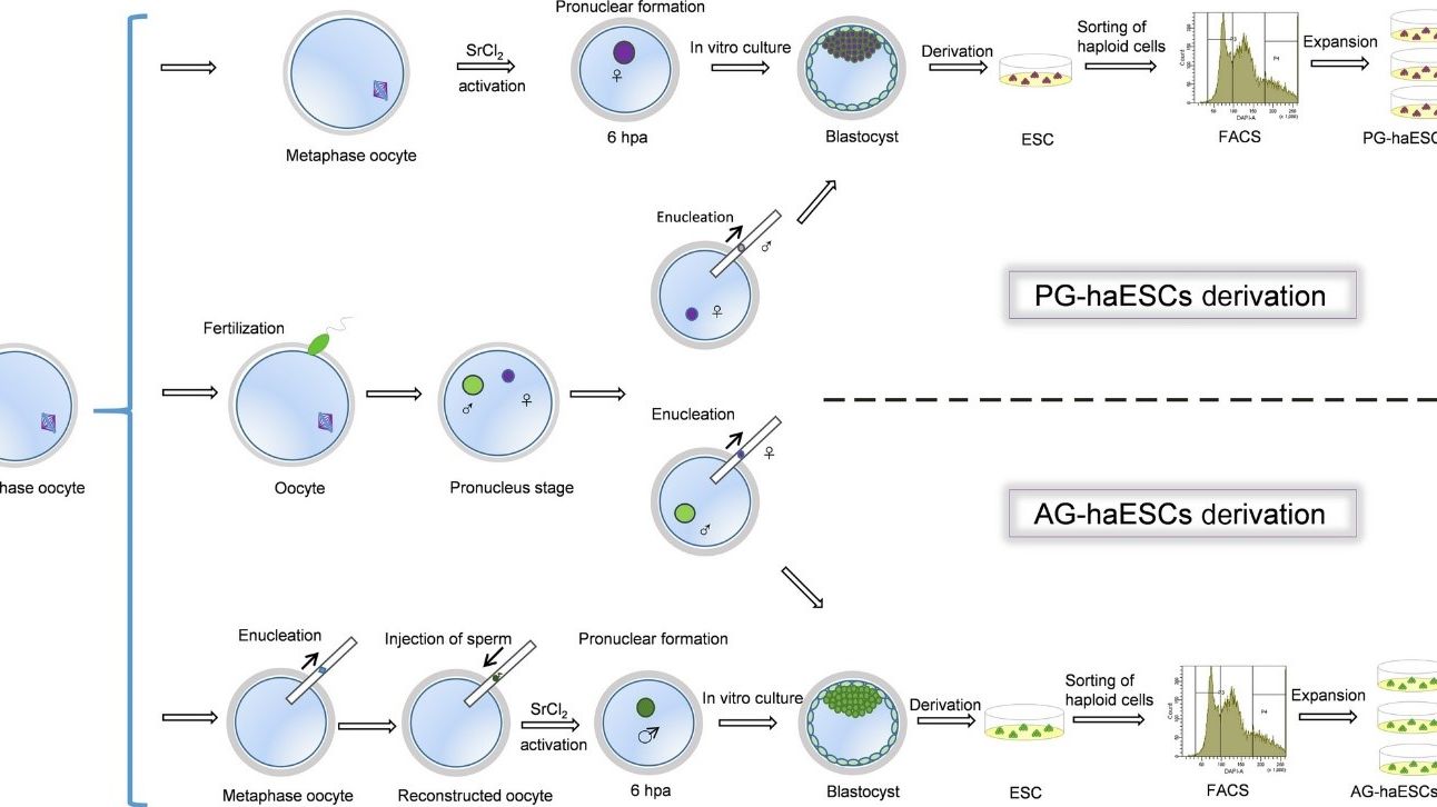 Haploid embryonic stem cell - 哔哩哔哩