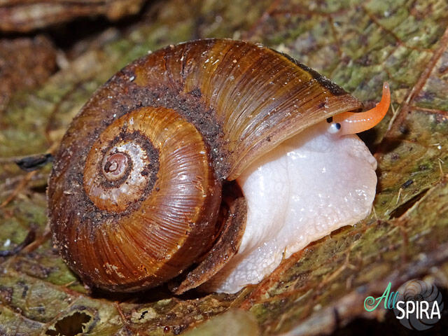 按总科盘点“陆螺”——陆生非柄眼类腹足类（上） - 哔哩哔哩