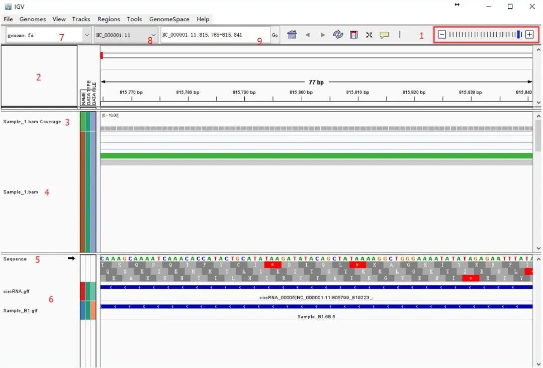欧易生物生物信息分析——IGV快速上手教程 - 哔哩哔哩