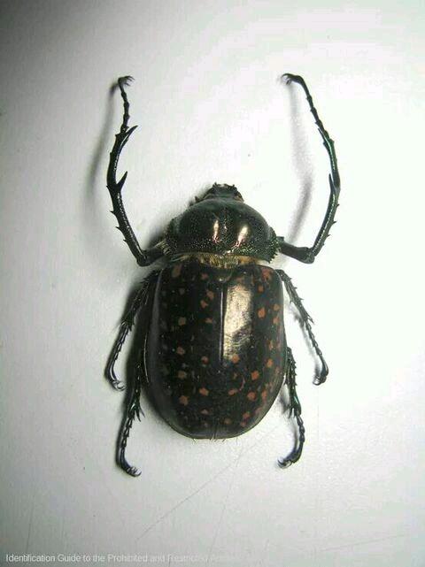 Cheirotonus 彩臂金龟属简介 - 哔哩哔哩