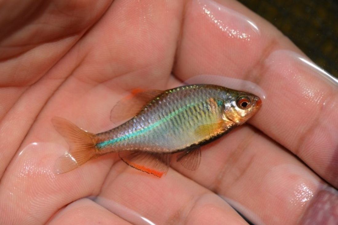 朝鲜半岛鱊科鱼类图鉴（한반도 납자루과 도감） - 哔哩哔哩