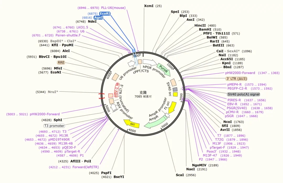 手把手教学｜shRNA设计步骤及注意事项 - 哔哩哔哩
