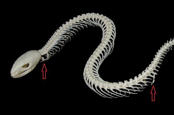 [轻科普]你见过没有腿的蜥蜴吗？ - 哔哩哔哩