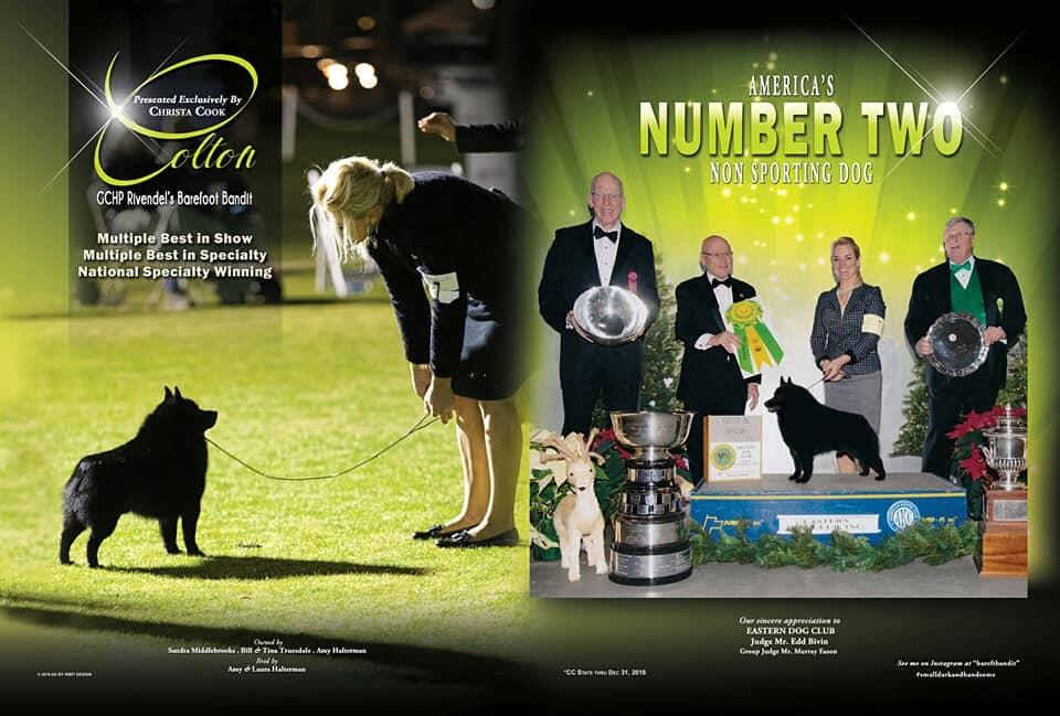 2019史奇派克犬-美国国家展 - 哔哩哔哩