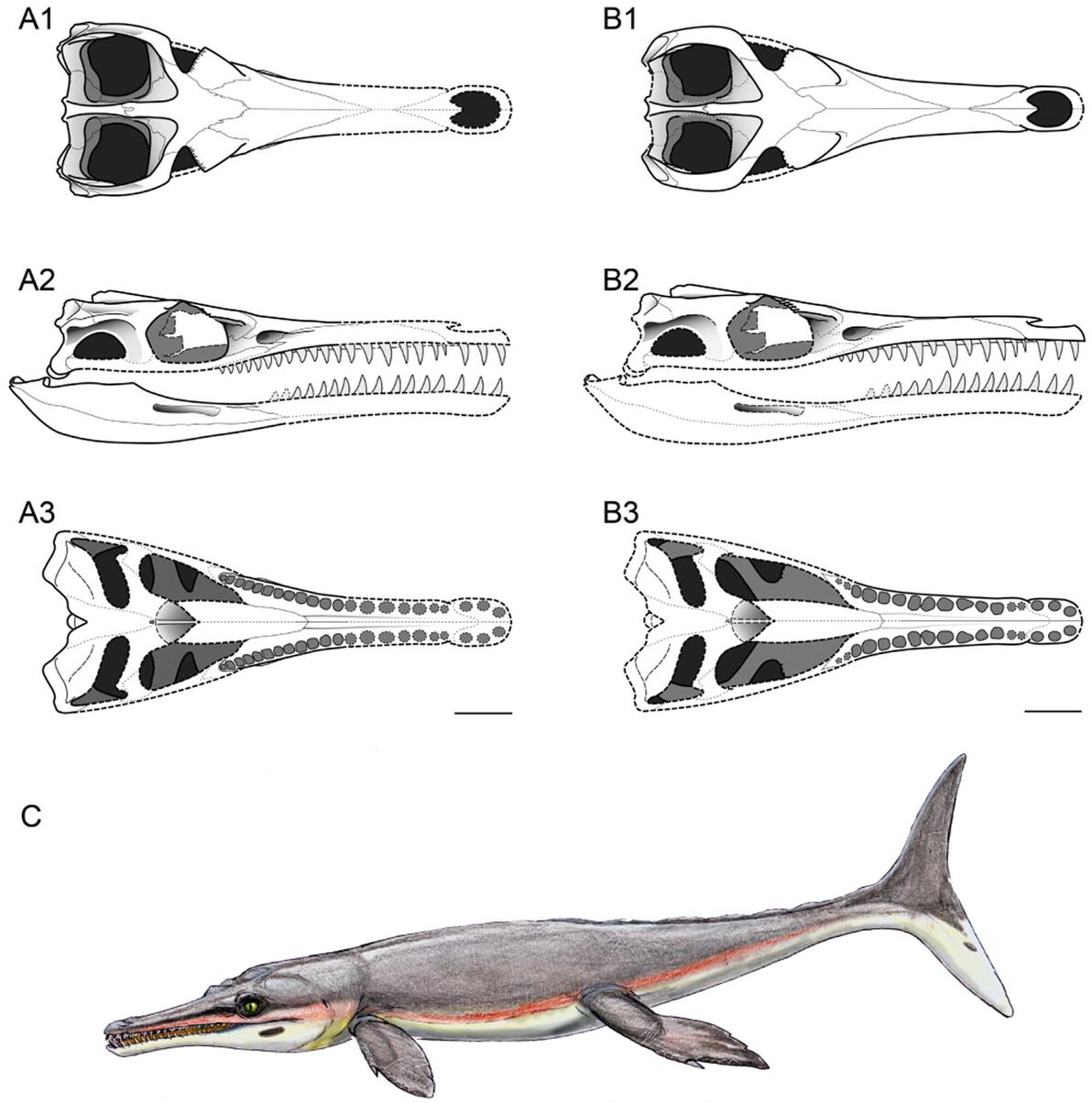 蛟横四海惊涛涌——简单说说海鳄亚目（完整版） - 哔哩哔哩