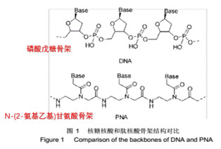 PNA探针设计与应用 - 哔哩哔哩