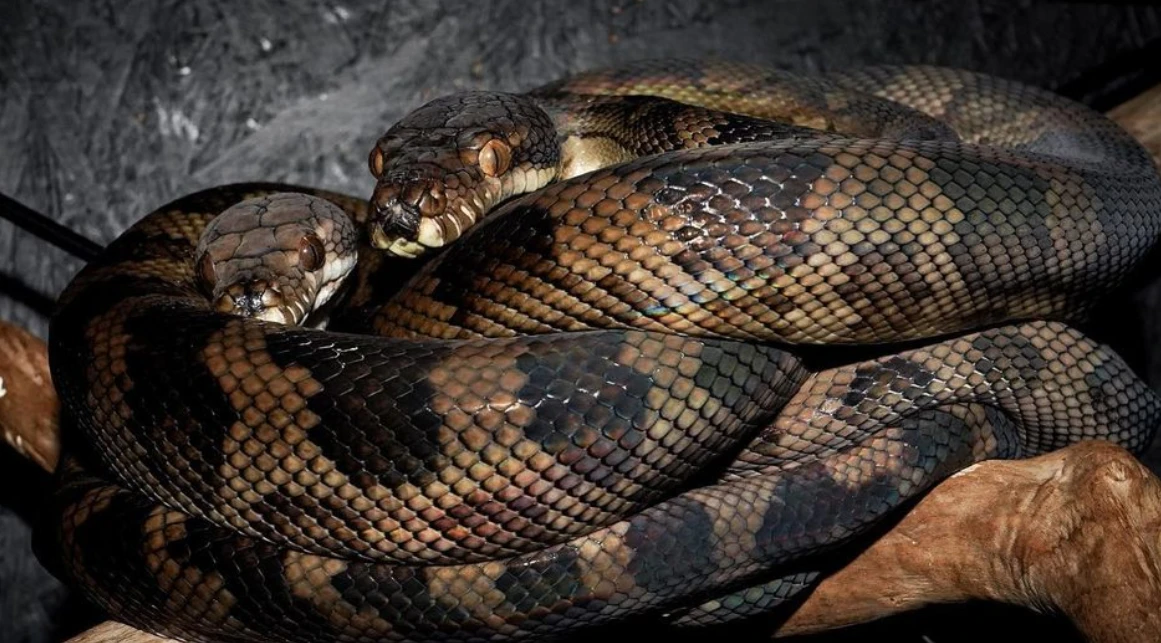 蟒科Pythonidae图鉴 - 哔哩哔哩