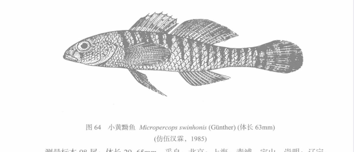 【水】图贴·东亚沉睡者·沙塘鳢科Odontobutidae Hoese & Gill, 1993 - 哔哩哔哩