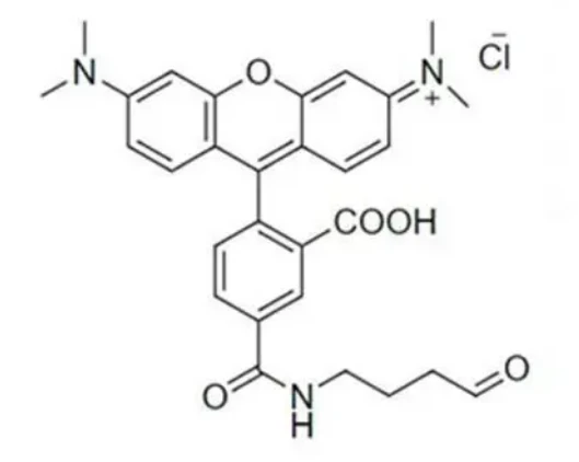 Rhodamine aldehyde，5-TAMRA aldehyde可以作为荧光探针 - 哔哩哔哩