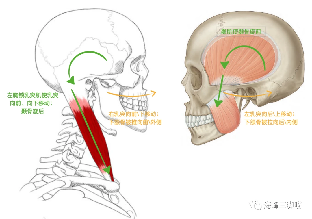 「PRI」颞下颌颈链TMCC-自学系列 - 哔哩哔哩