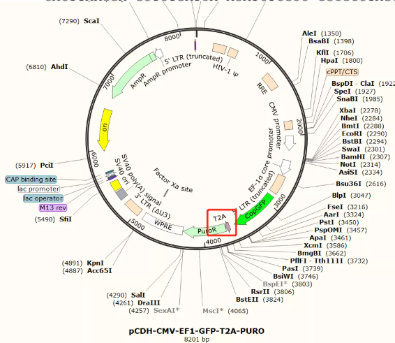 科研cas2377004-08-3|DBCO-PEG2-NH-Boc修饰性小分子PEG Linker - 哔哩哔哩