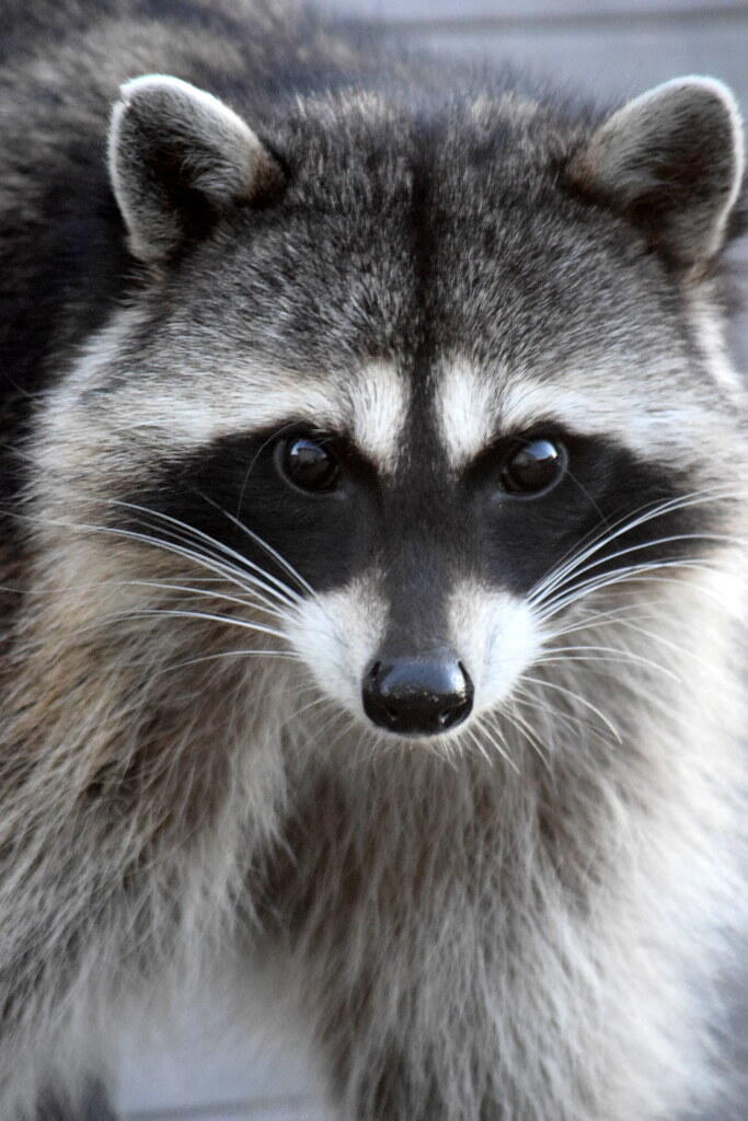 MTF Psi-7“家居装饰”新成员——SCP-5028 - 安普利亚流亡者 - 哔哩哔哩