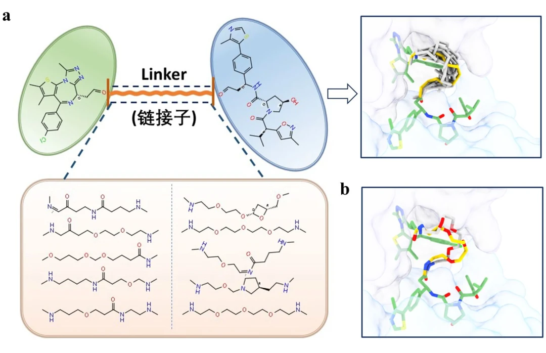 白芳课题组开发基于深度生成模型的PROTAC分子生成新方法 - 哔哩哔哩