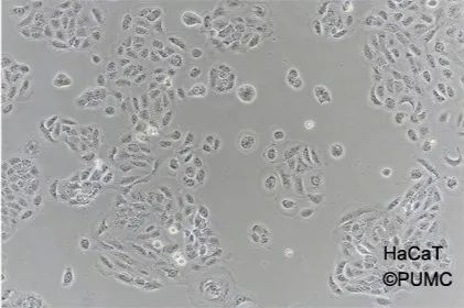 如何培养HaCaT人永生化角质形成细胞？它的培养条件及注意事项~ - 哔哩哔哩