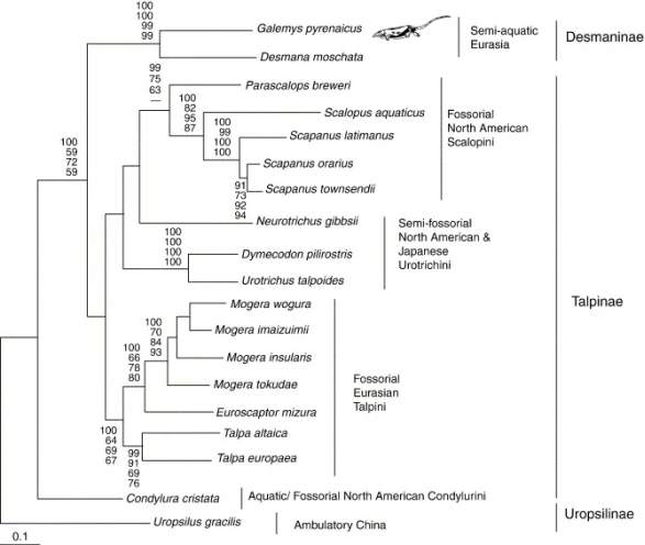心中的雌——哺乳动物雌性器官的雄性化 - 哔哩哔哩