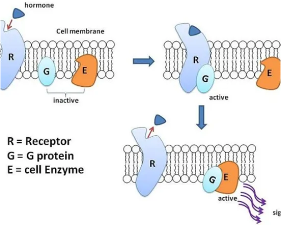 G蛋白偶联受体如何工作 - 哔哩哔哩