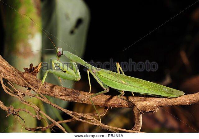 【螳螂科普】斧螳属简介 - 哔哩哔哩