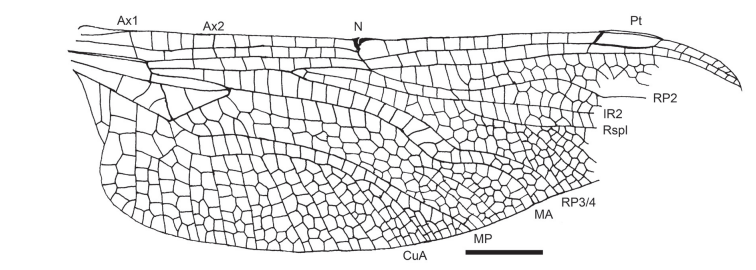 【Evolution of Odonata】Dragonflies & Damselflies - 哔哩哔哩