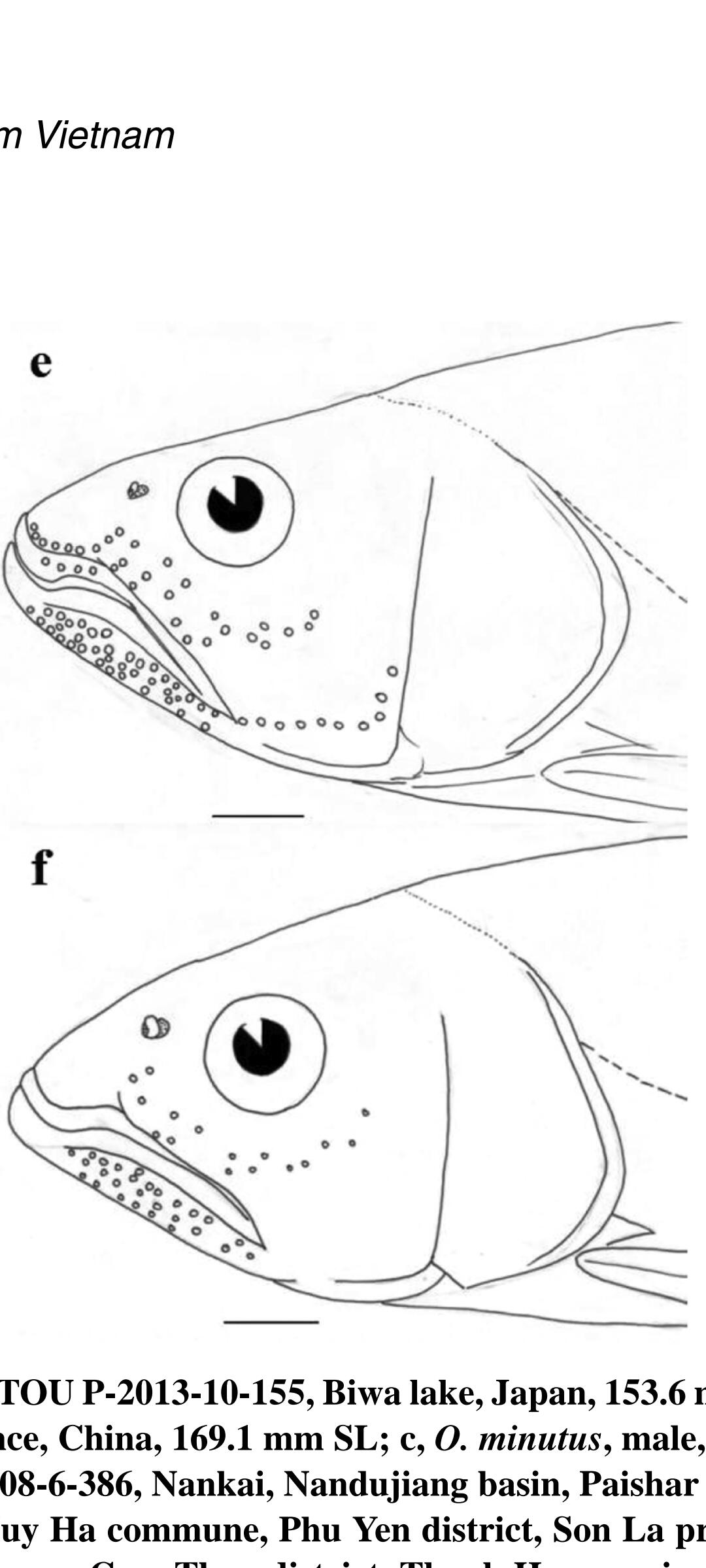 杂鱼的疑云——马口鱼属Opsariichthys种团的整理 - 哔哩哔哩