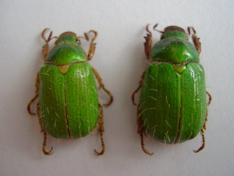 丽金龟-族与属整理（下篇） - 哔哩哔哩