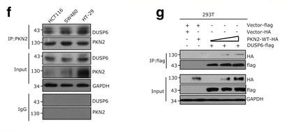 基础医学SCI实验结果解读篇-COIP - 哔哩哔哩