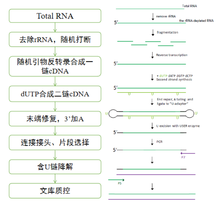 RNA结合蛋白研究技术：RIP-seq实验分析流程及案例分享 - 哔哩哔哩