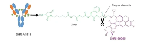 Trastuzumab rezetecan (SHR-A1811) 2924909-11-3 针对 HER2 的抗体偶联药物(ADC) - 哔哩哔哩