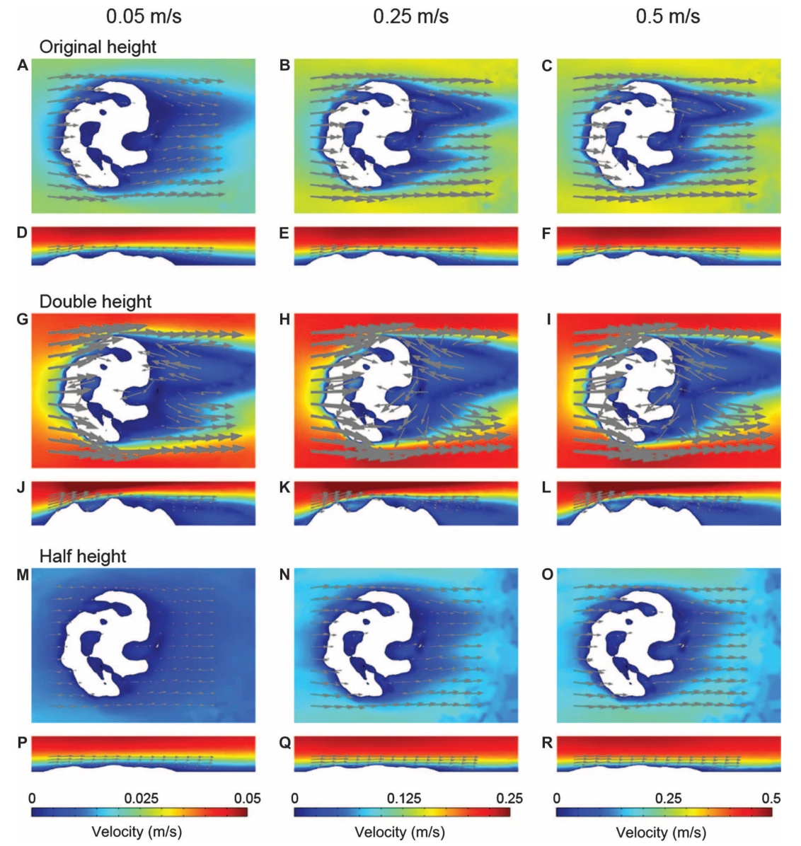 白海飞流紫塞空——三裂动物门（Trilobozoa） - 哔哩哔哩