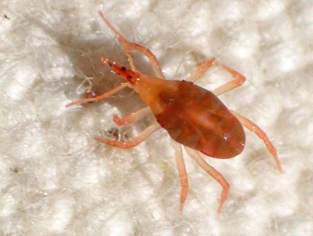 中国常见螨虫图鉴1.0 - 哔哩哔哩