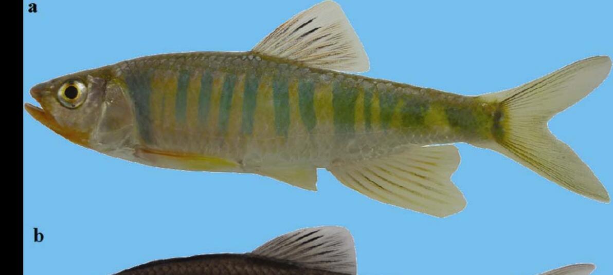 杂鱼的疑云——马口鱼属Opsariichthys种团的整理 - 哔哩哔哩