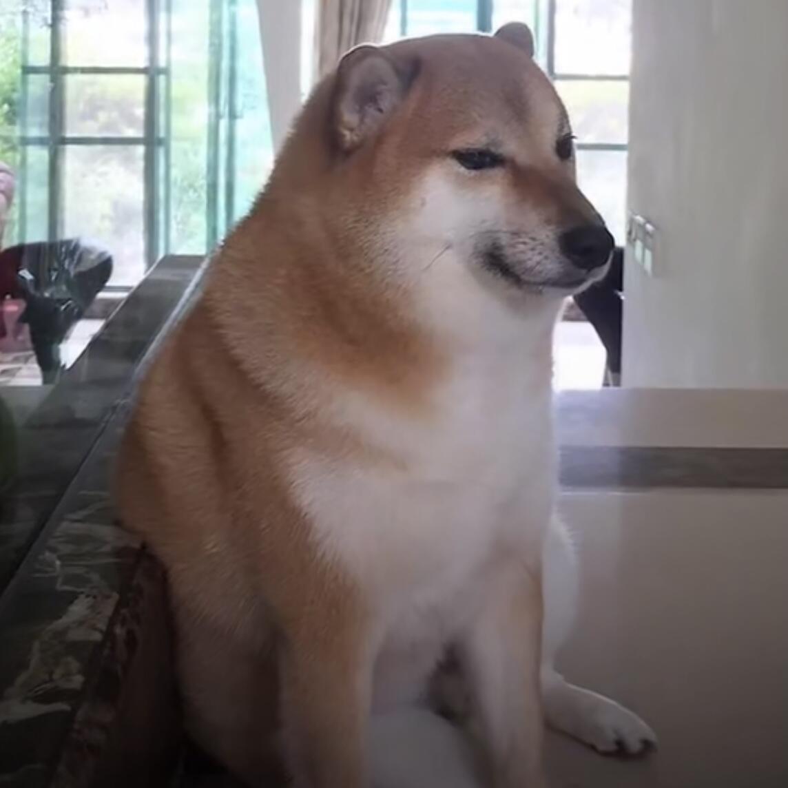 cheems本尊的一些头像（自截） - 哔哩哔哩