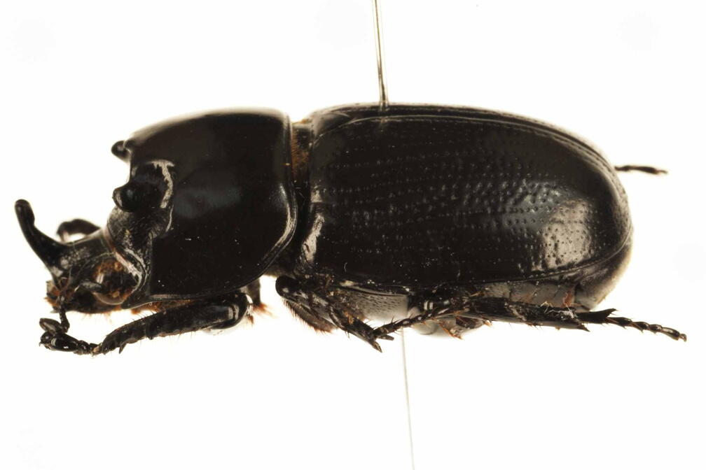 犀金龟科-族与属整理（中篇） - 哔哩哔哩