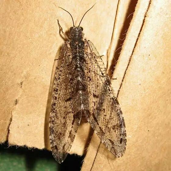 漂亮的捕食者——脉翅目 - 哔哩哔哩