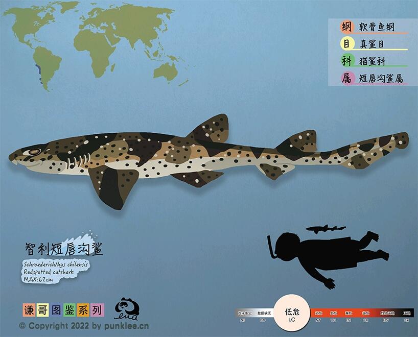 鲨鱼的大体分类――（三）:中 - 哔哩哔哩
