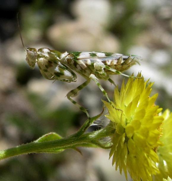 螳螂分类，六个冷门总科 - 哔哩哔哩