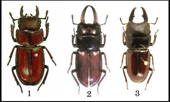 锹甲科-亚科\族\属整理3.0版（上篇） - 哔哩哔哩